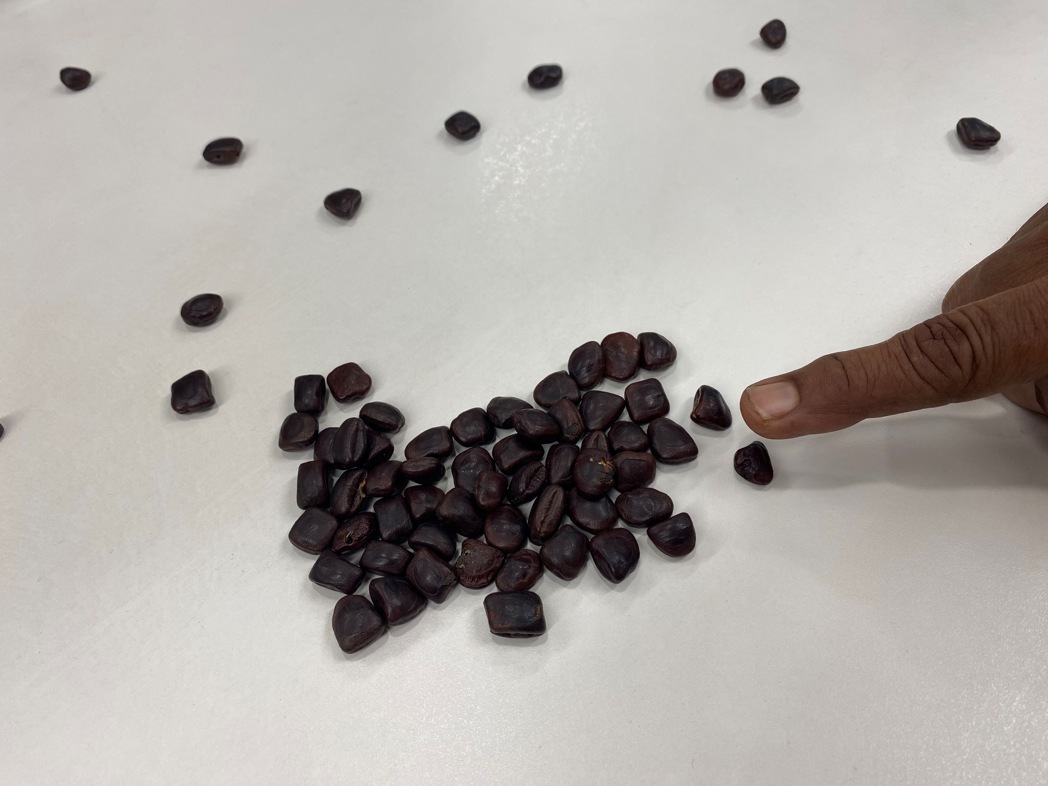 Tamarind Seed Game – The Treasure in the Trees – Ripples Of Life and Time